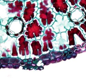 Leadvent Group| Cell line development has continued to evolve and now ...