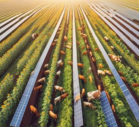 Leadvent Group| In this article, we delve into how agrivoltaics can ...
