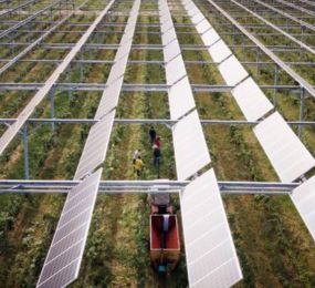 Leadvent Group| AgriVoltaics Fosters Biodiversity and Pollinators