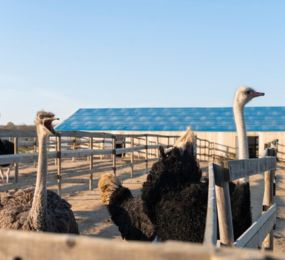 Leadvent Group| Integrating Livestock into AgriVoltaics for a ...