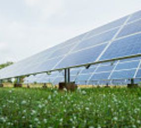 Leadvent Group| AgriVoltaics Fostering Pollinator-Friendly Farms