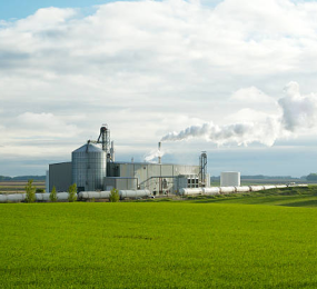 Leadvent Group| Sustainable Feedstocks, Biofuel Crops, Biofuel ...