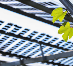 Leadvent Group| Agrivoltaics: Bridging Farming and Solar Energy for a ...